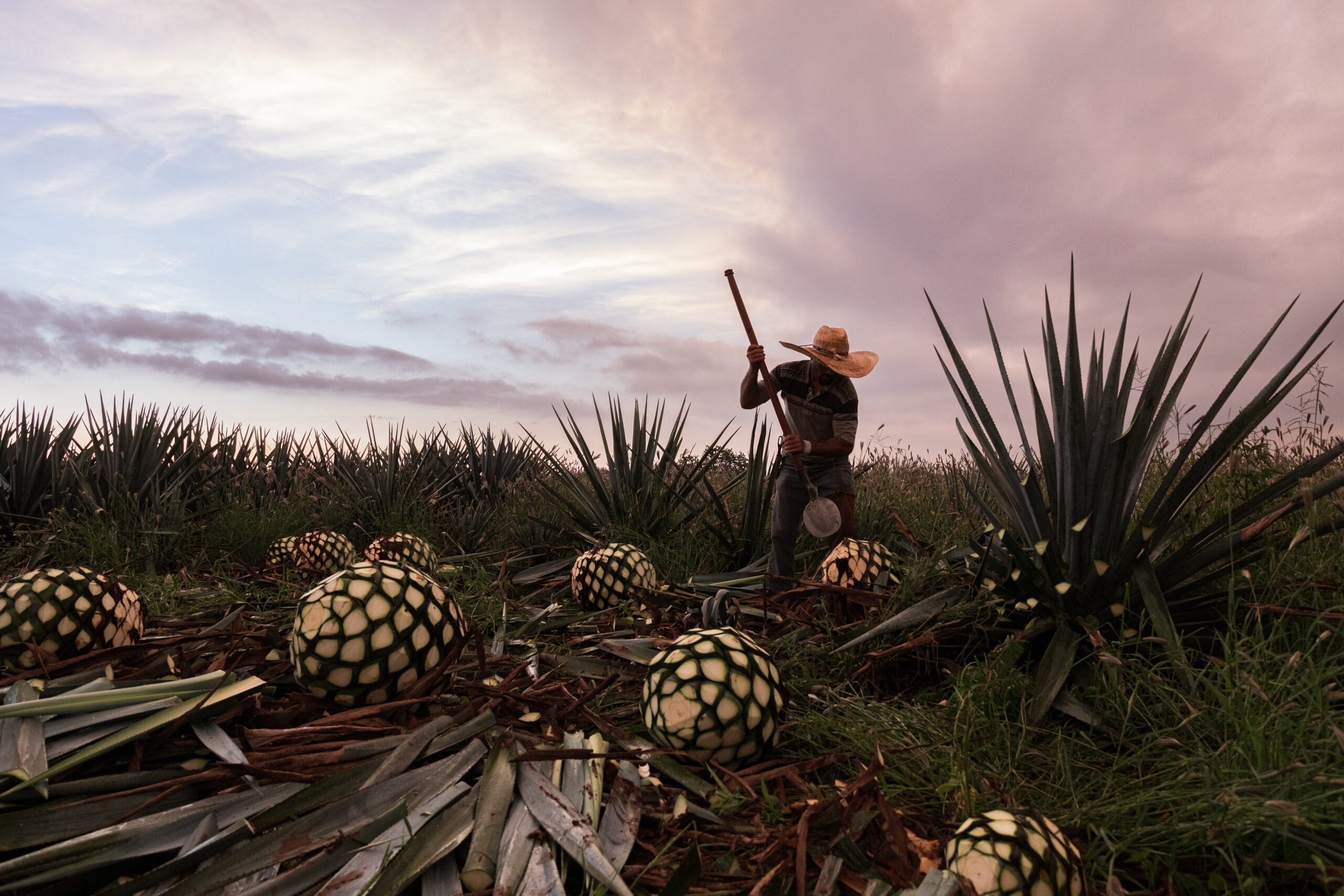 Tequila Ocho | Heaven Hill Brands